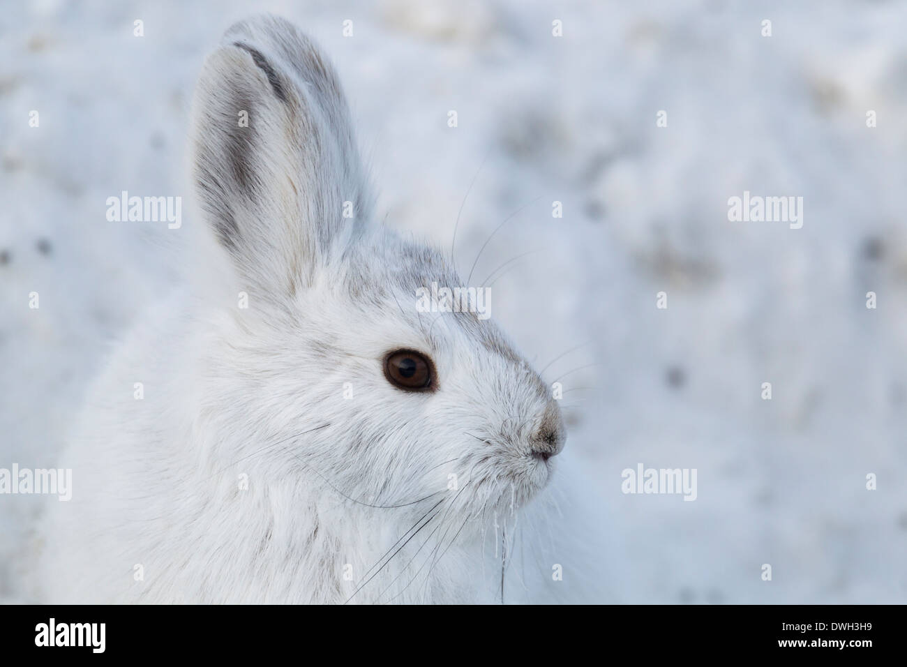 Snowshoe hare Lepus americanus winter morph on roadside verge, Dalton ...