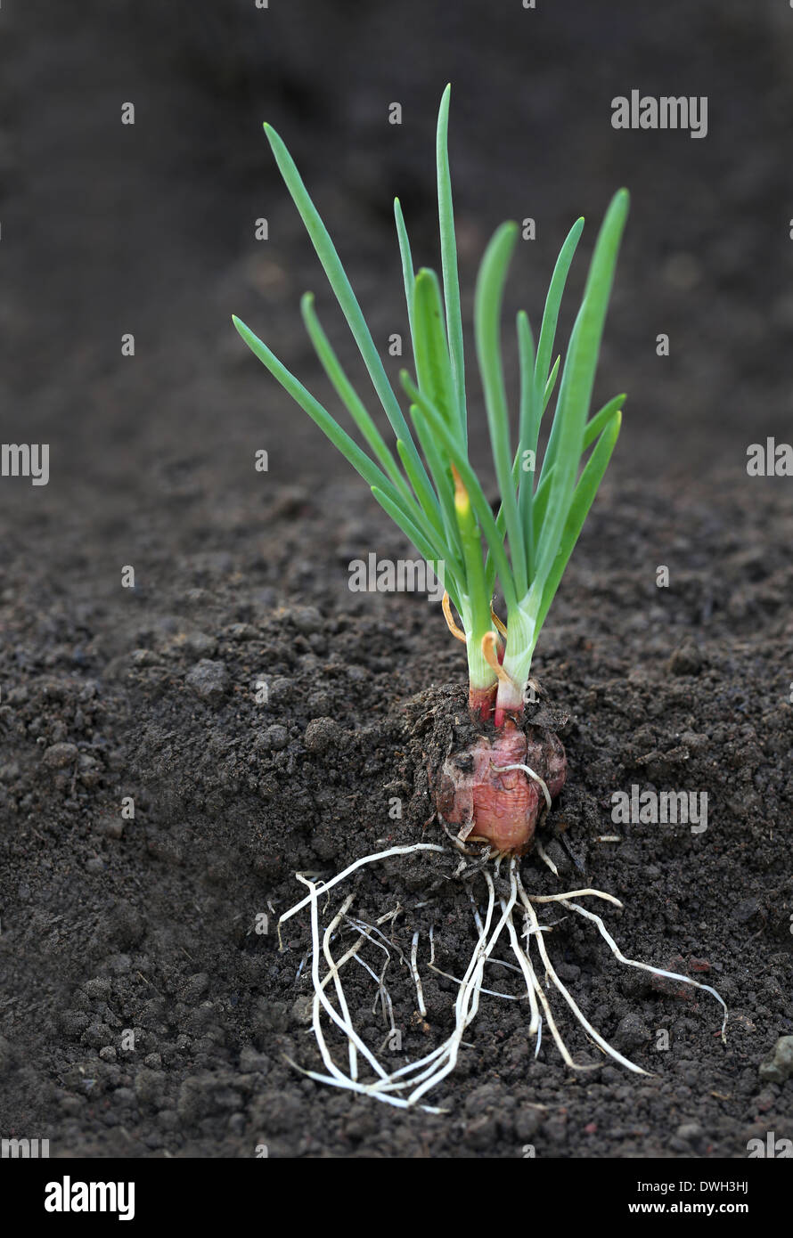 Onion plant with roots with selective focus Stock Photo - Alamy