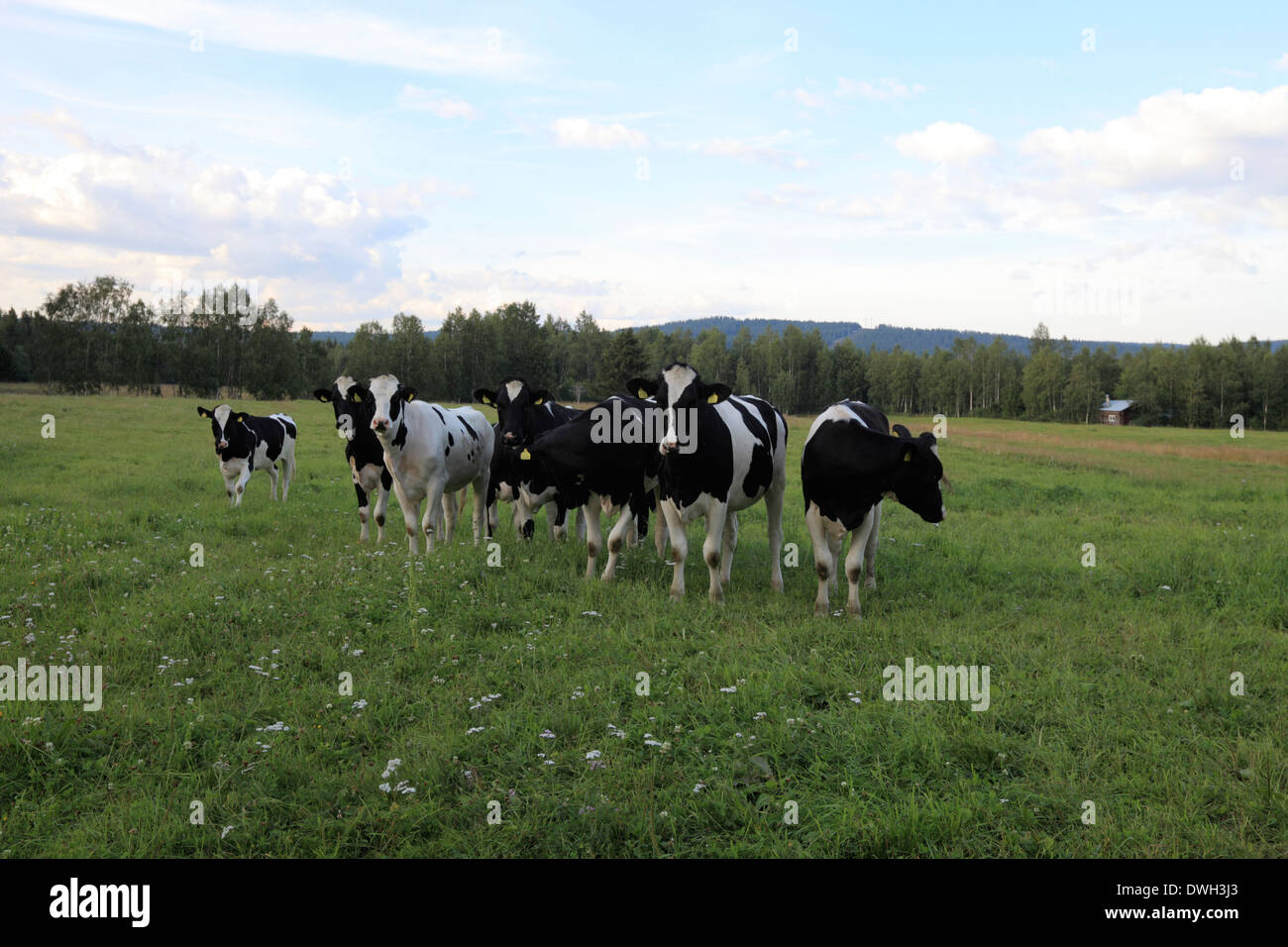 Friendly holstein friesian cattle hi-res stock photography and images ...
