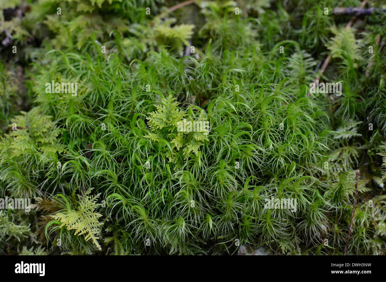 Clump of moss on a wall. Feathery type possibly Kindbergia praelonga ...