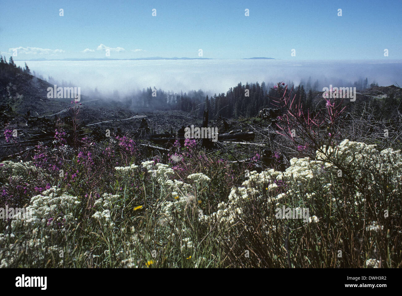 Port renfrew area hi-res stock photography and images - Alamy