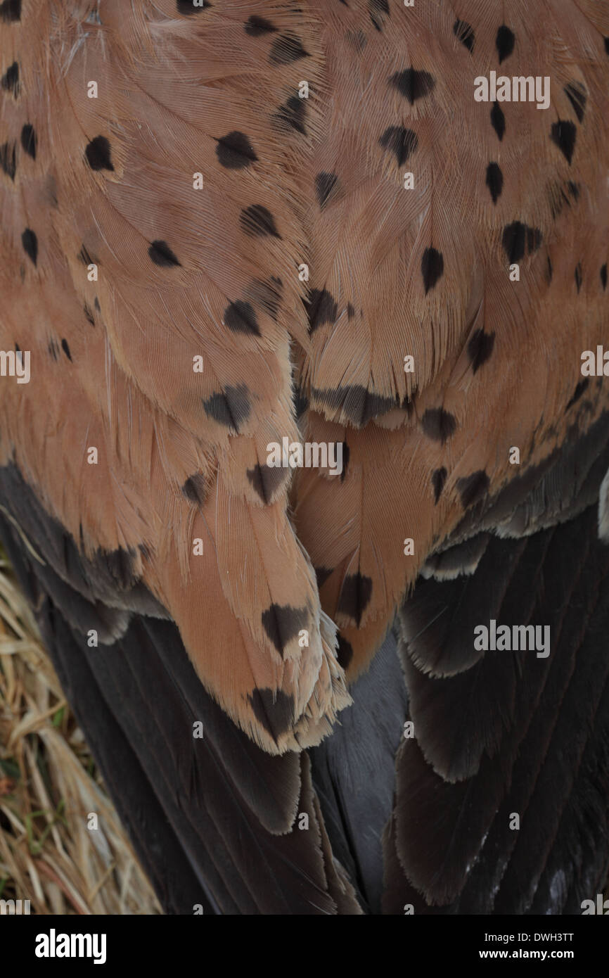 Kestrel feathers hi-res stock photography and images - Alamy