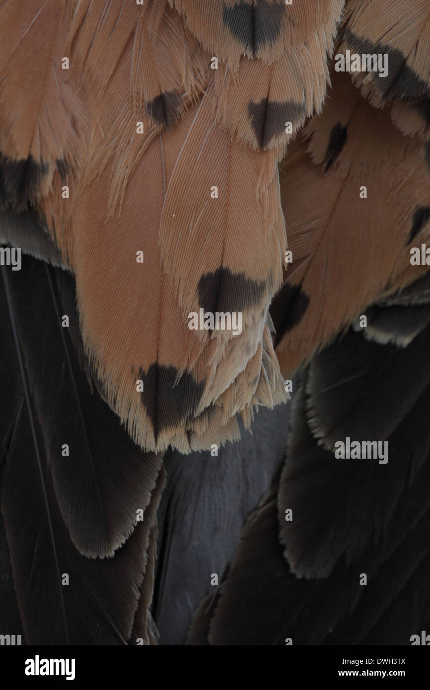 Kestrel feathers hi-res stock photography and images - Alamy