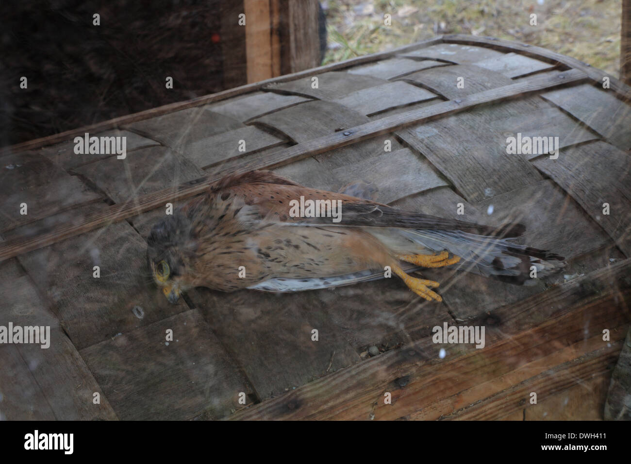Birds death dead wicker basket hi-res stock photography and images - Alamy