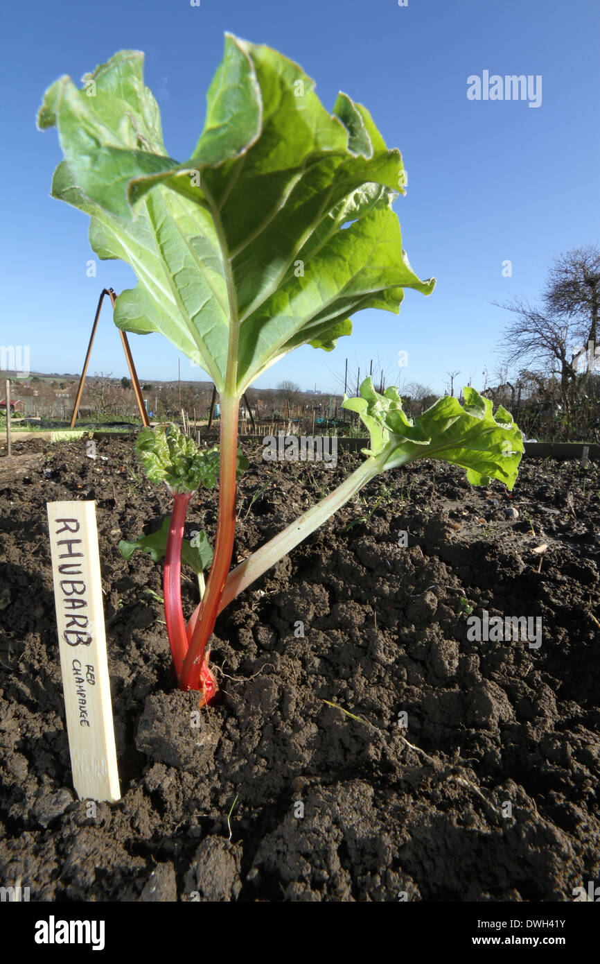 Young rhubarb plants hi-res stock photography and images - Alamy