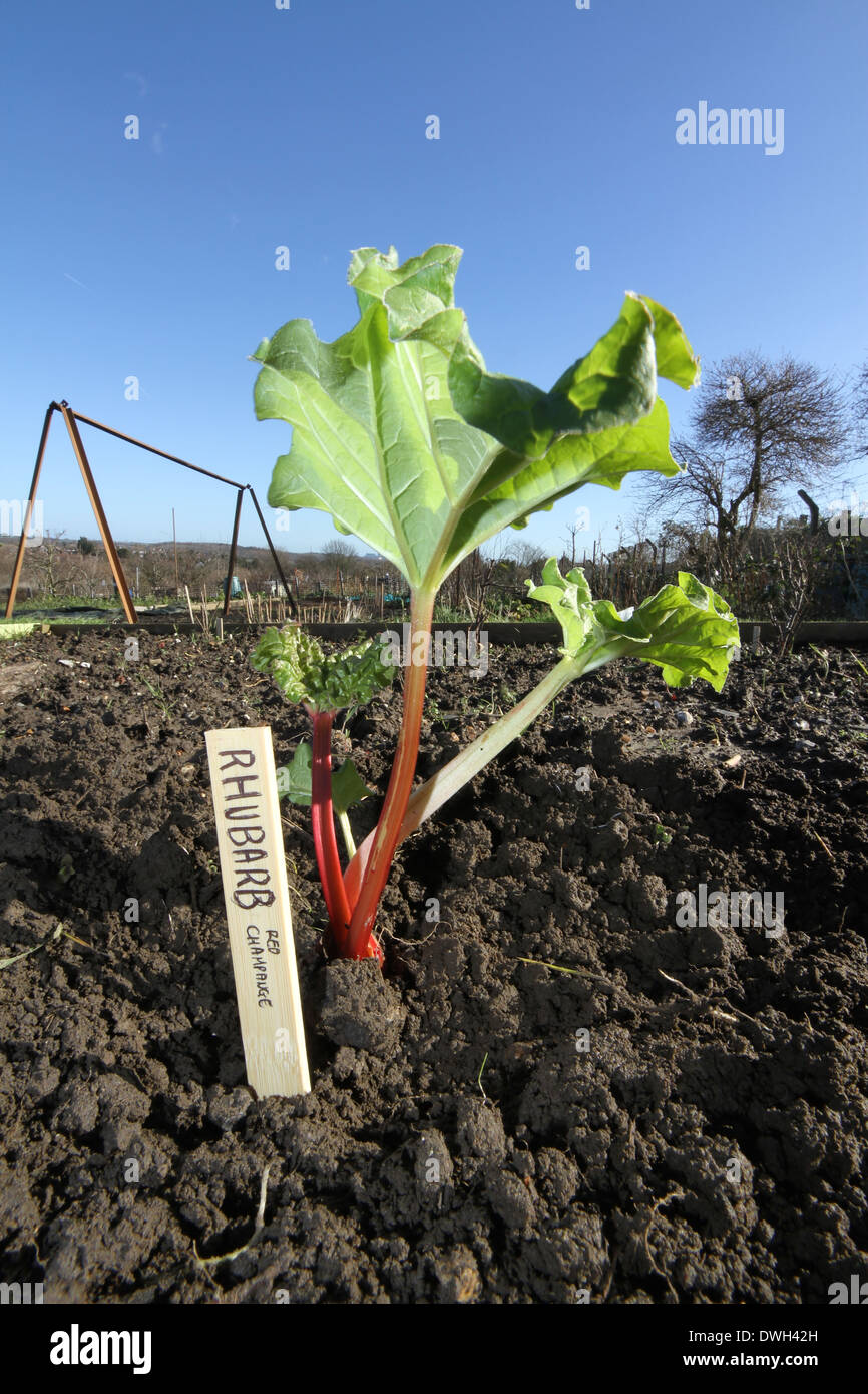 Small Rhubarb plant growing on an allotment Stock Photo - Alamy
