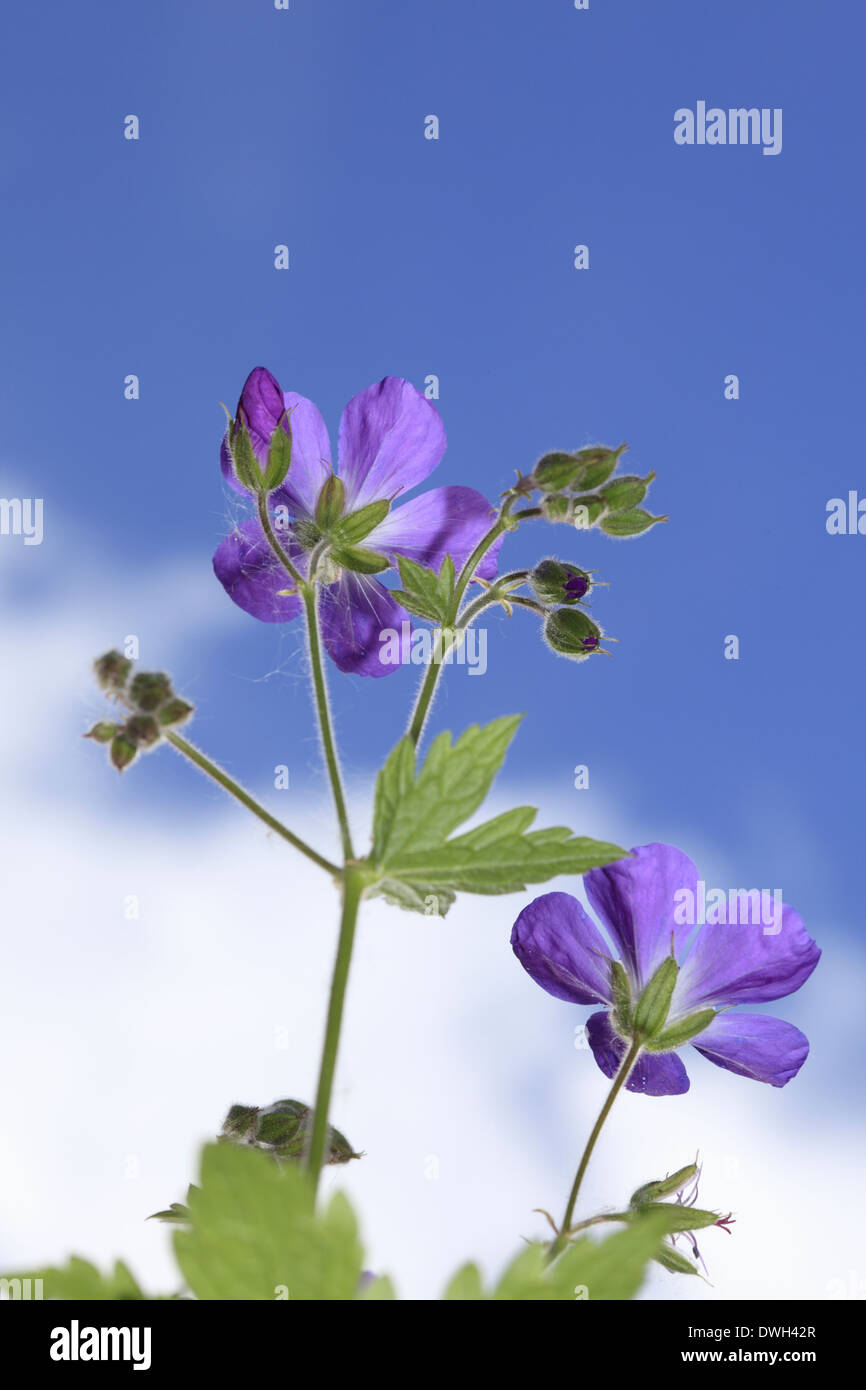 Geranium sylvaticum (wood cranesbill or woodland geranium) flowering in ...