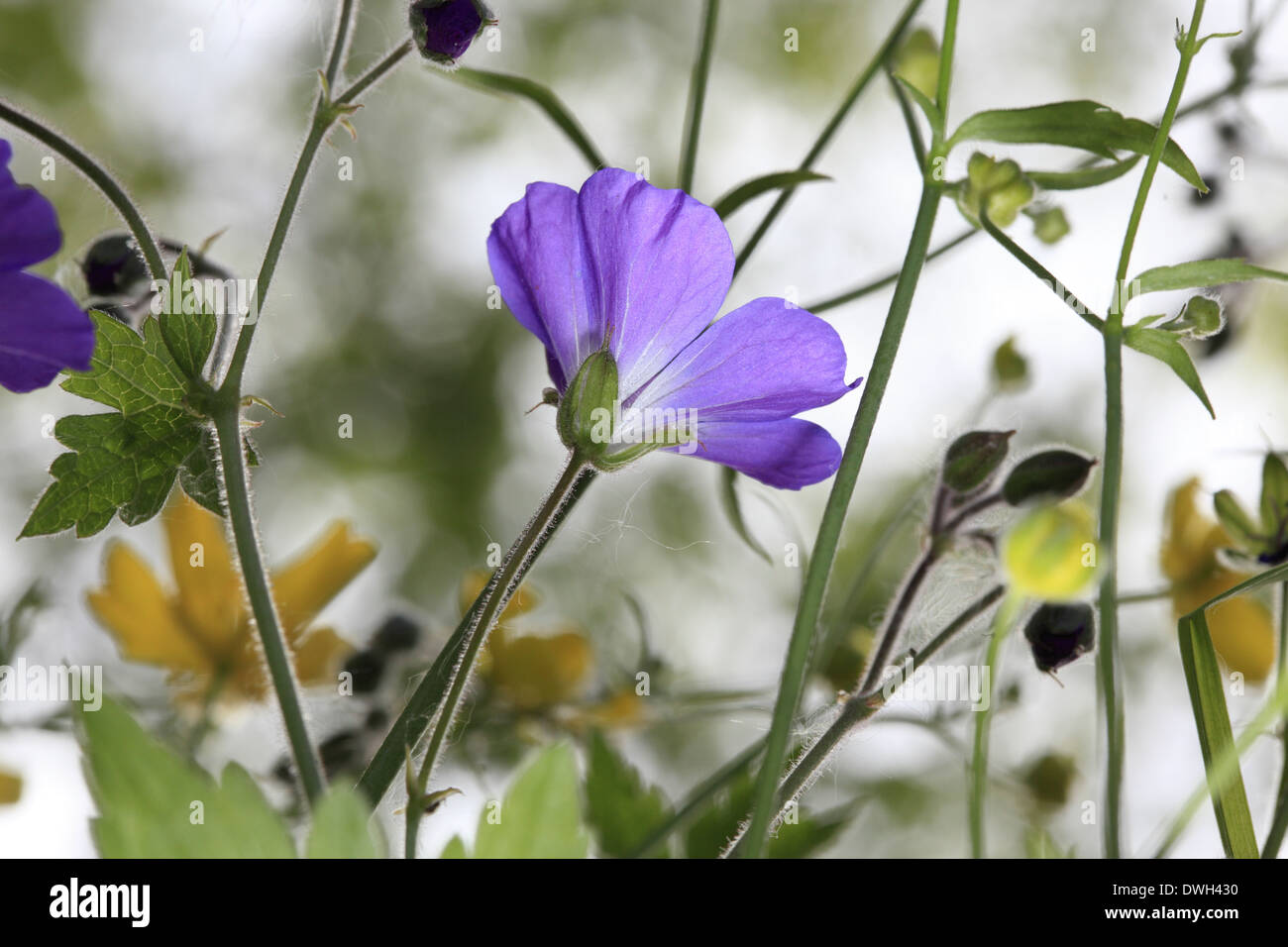 Geranium sylvaticum (wood cranesbill or woodland geranium) flowering in ...