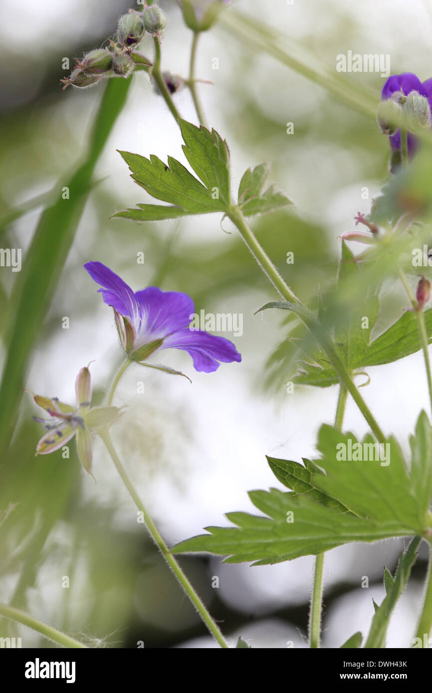 Delicate Geranium sylvaticum (wood cranesbill or woodland geranium ...