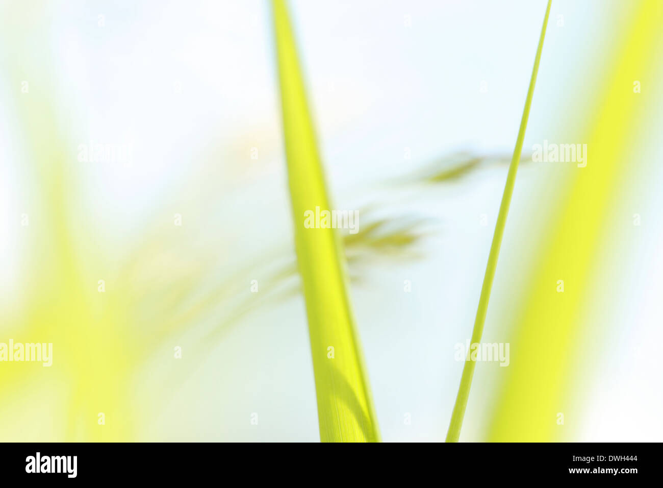 Fine blades of grass hi-res stock photography and images - Alamy
