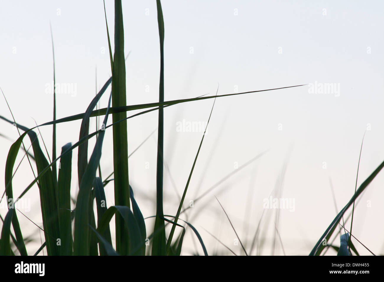 Blades of grass in sunshine hi-res stock photography and images - Alamy