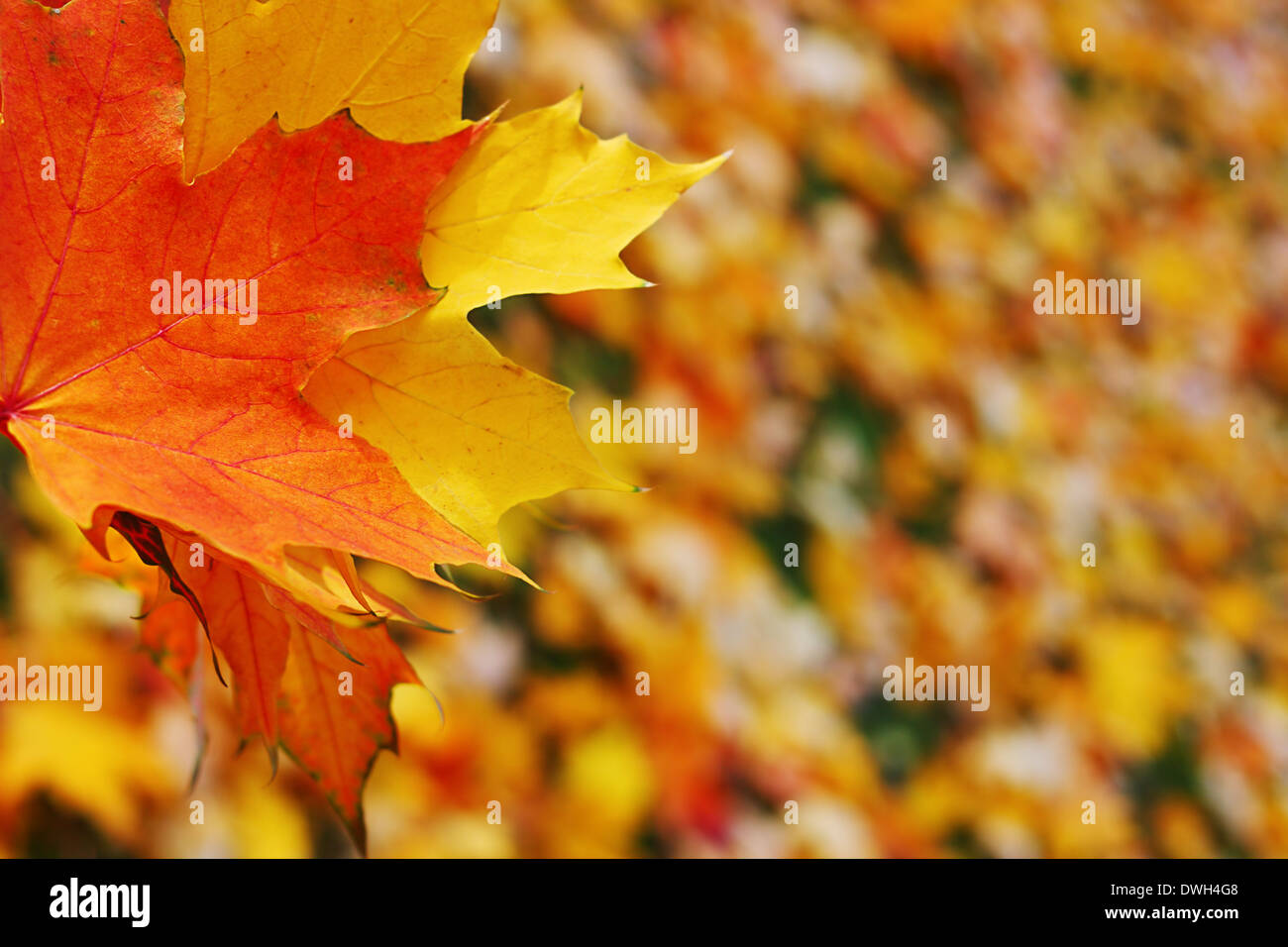 Maple leaf fall hi-res stock photography and images - Alamy
