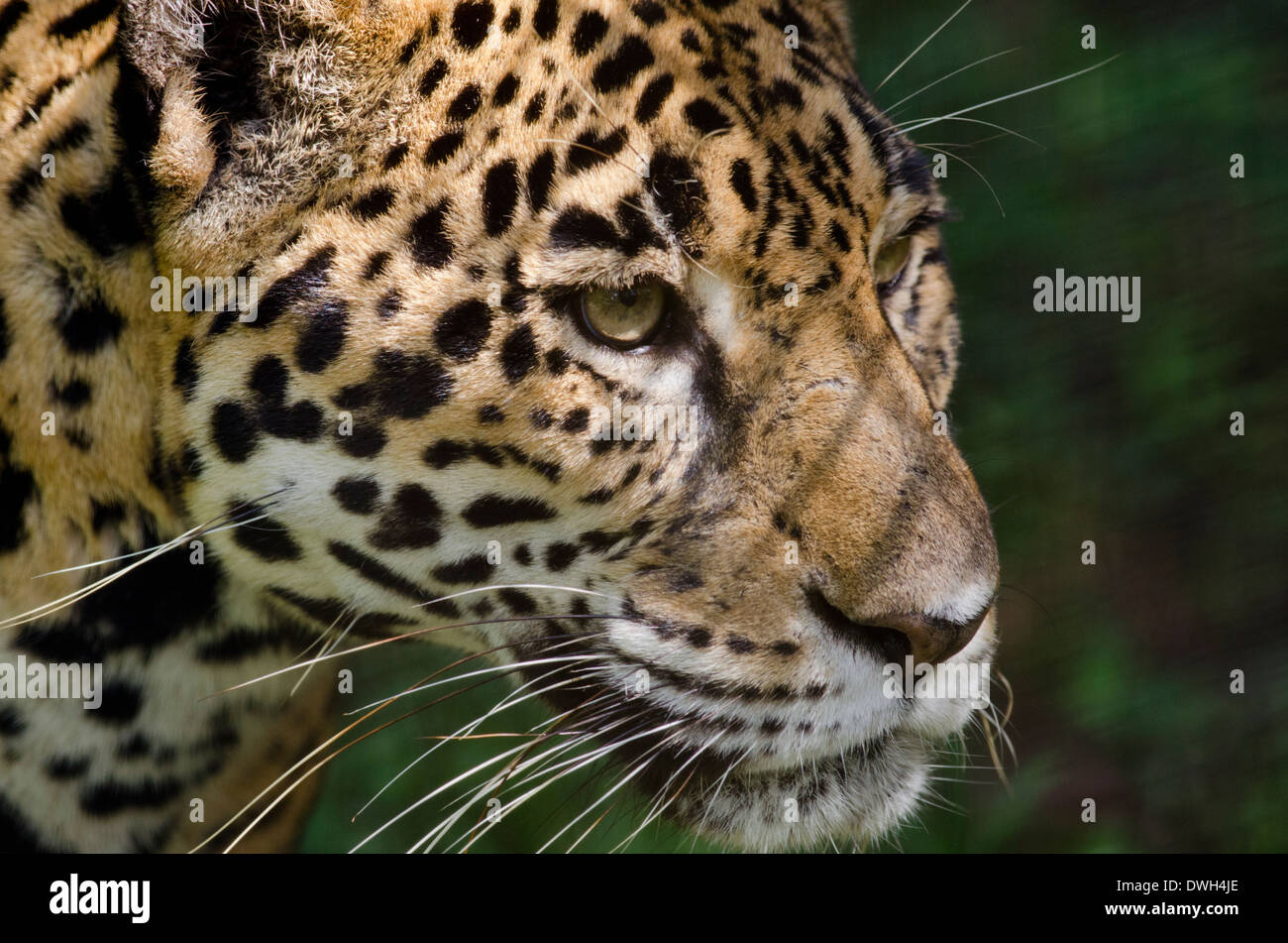 Belize, District of Belize, Belize City, Belize City Zoo. Jaguar ...
