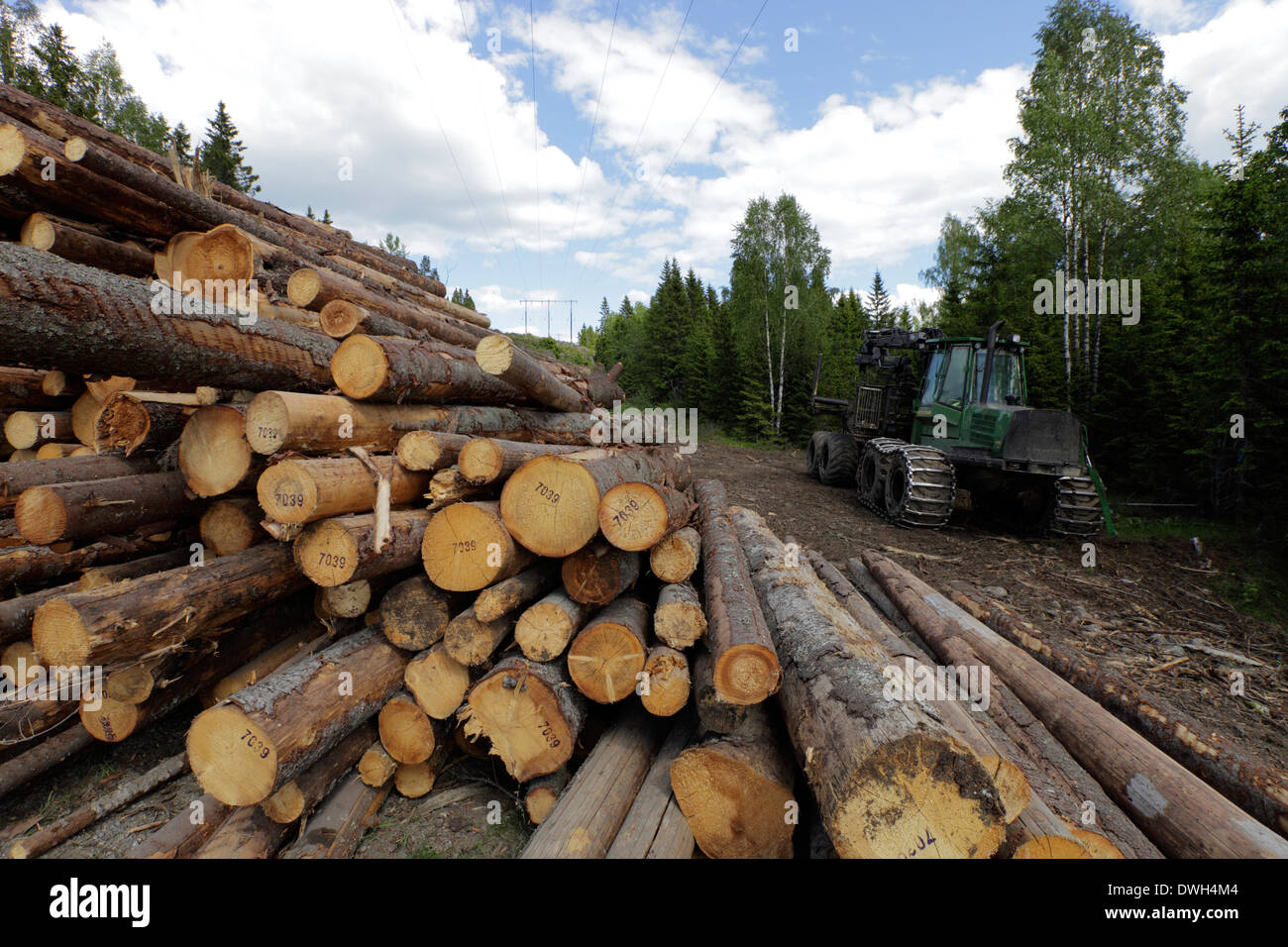Stacked timber waiting for transport to paper mills. In the background ...