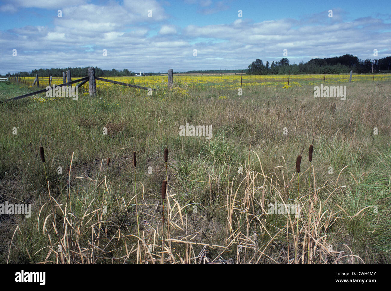 Bulrushes hi-res stock photography and images - Alamy