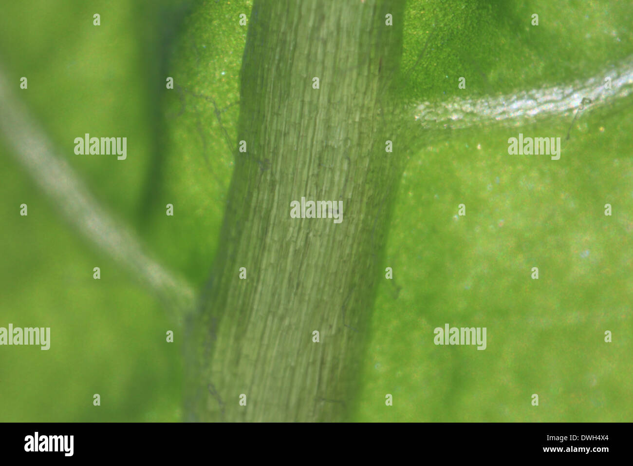 Extreme close up photograph of a leaf Stock Photo - Alamy