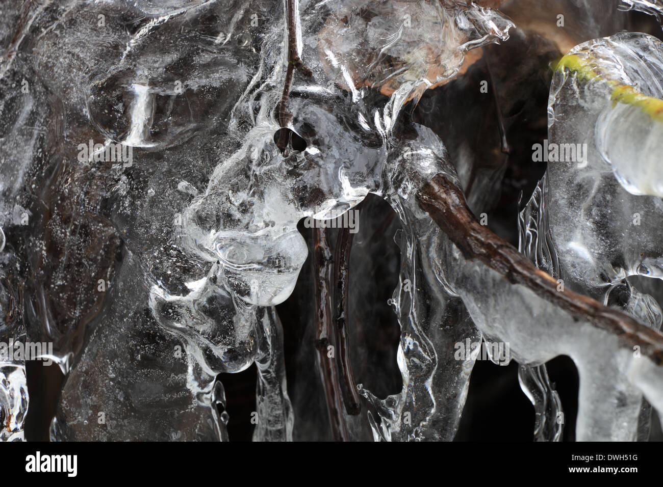 Fragile ice formations are growing at the banks of a mountain creek ...