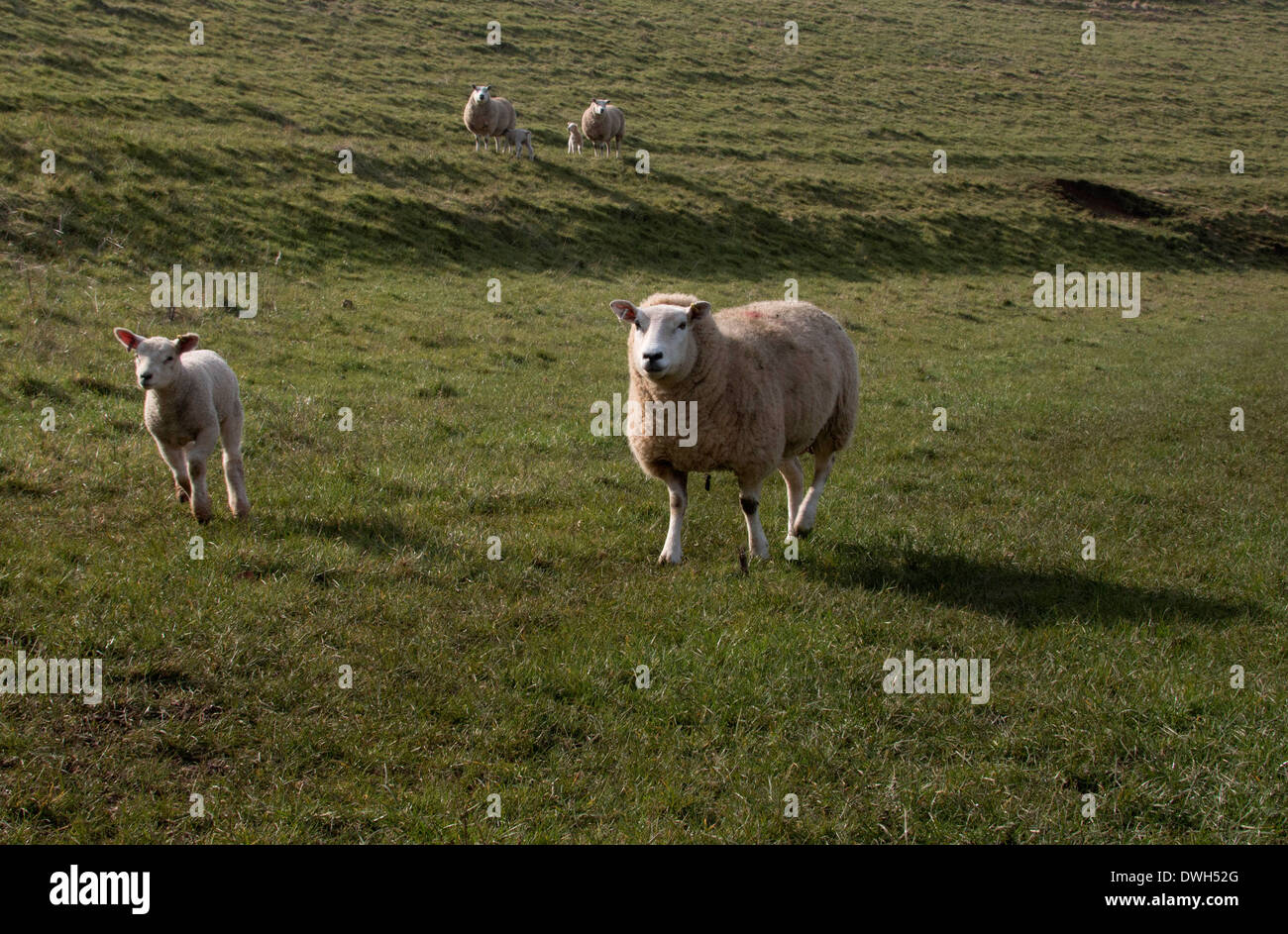 Sheepbridge hi-res stock photography and images - Alamy