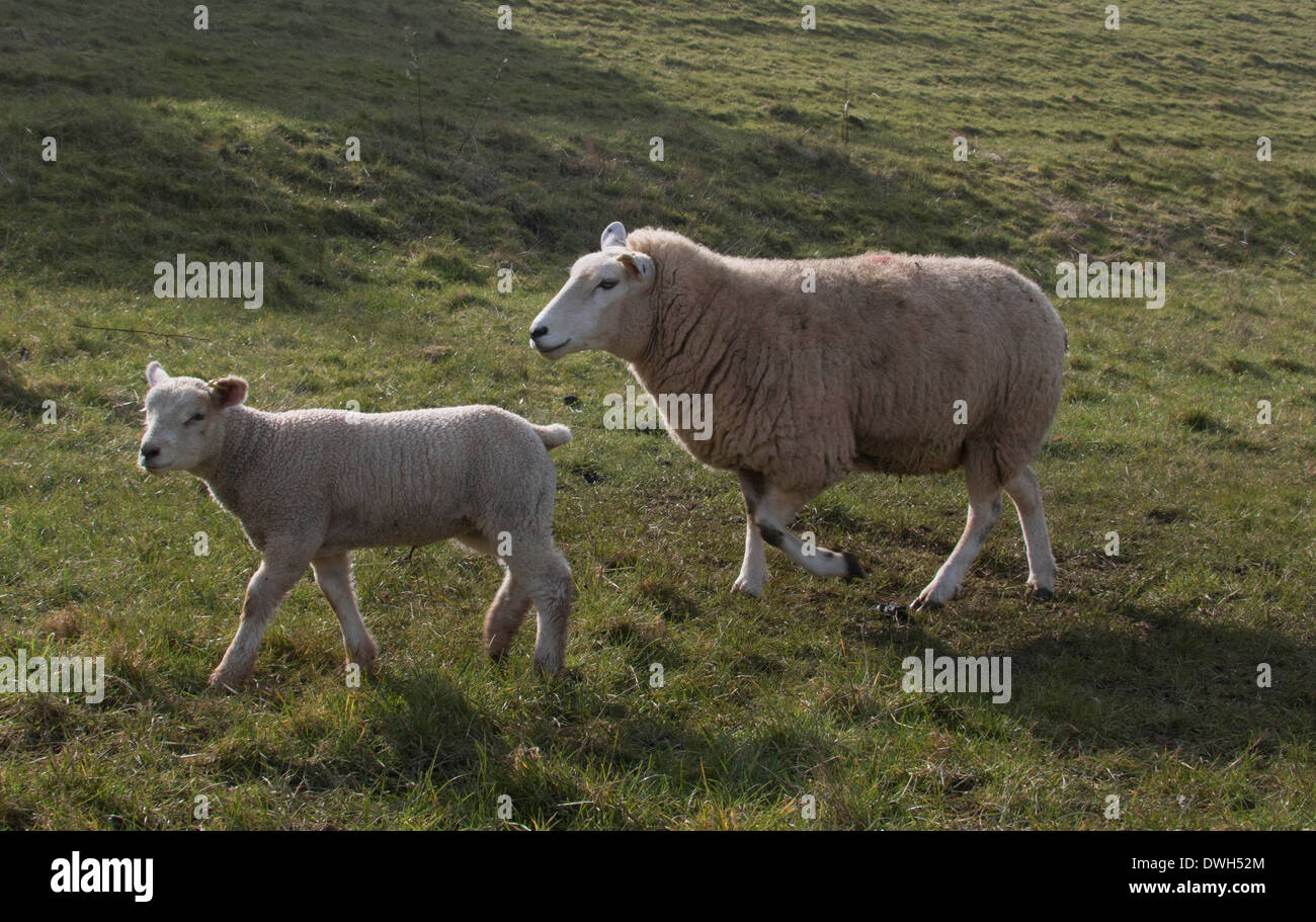 Spring Lambs Today at Sheepbridge Hatherop Estate Gloucestershire ...