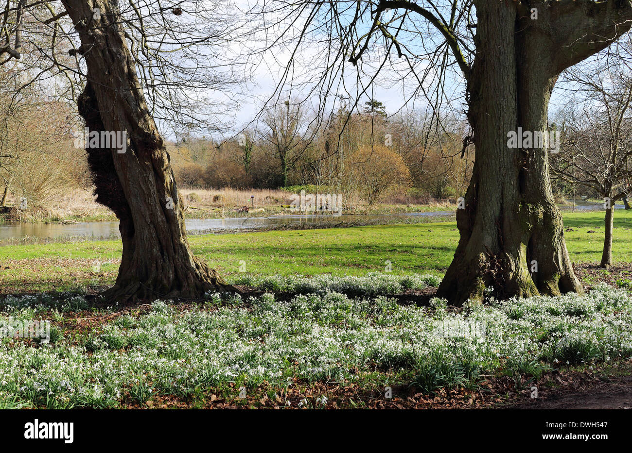 Two oak trees hi-res stock photography and images - Alamy