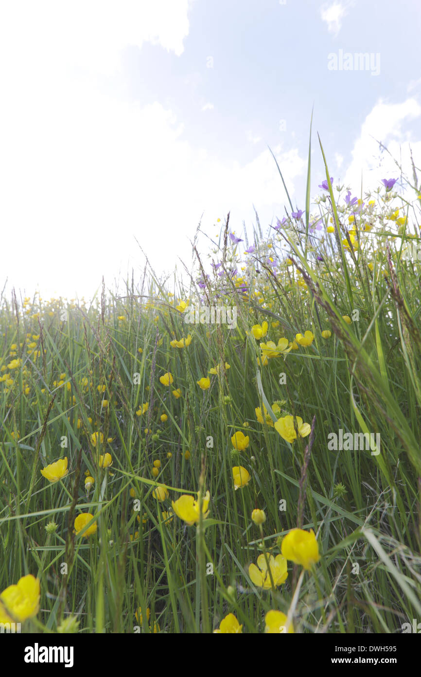 Buttercup flowers grass seen hi-res stock photography and images - Alamy