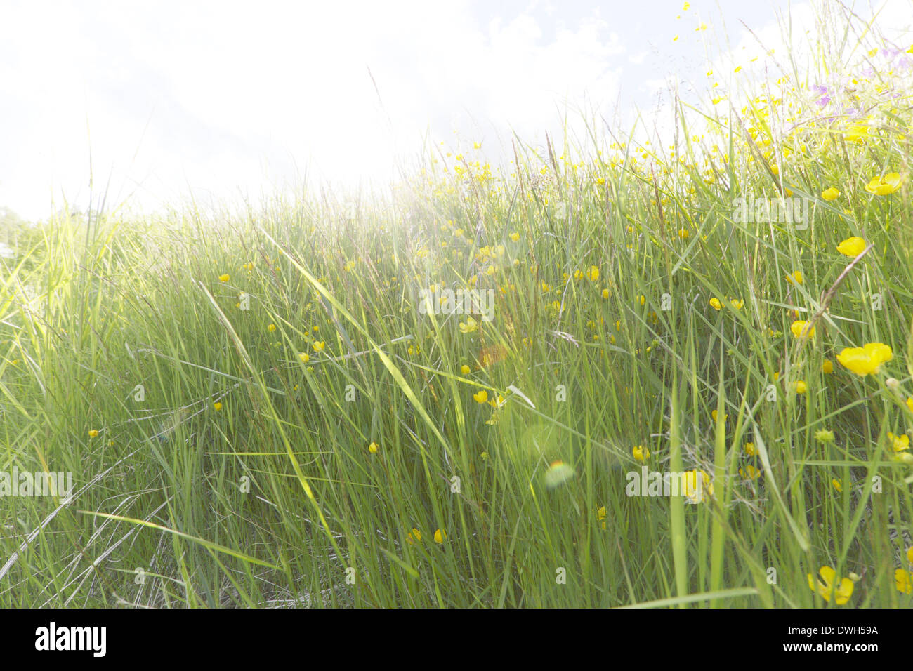 Buttercup flowers grass seen hi-res stock photography and images - Alamy