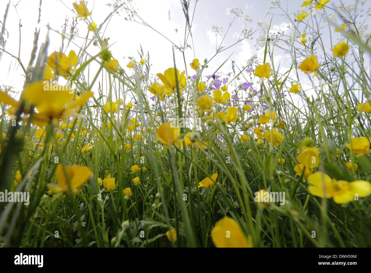 Buttercup flowers grass seen hi-res stock photography and images - Alamy