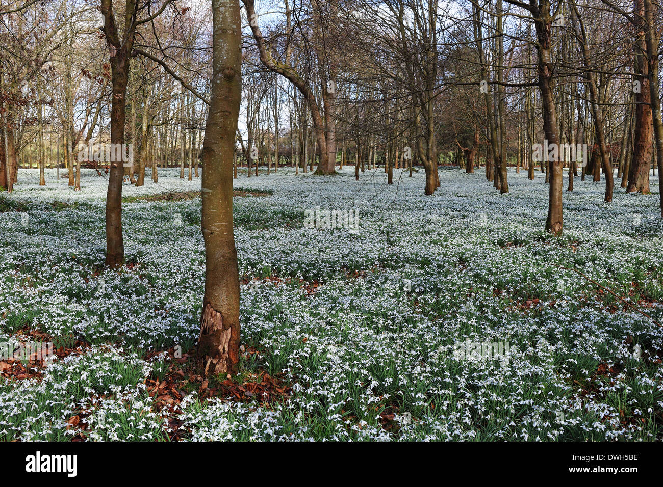 English woodland glade hi-res stock photography and images - Alamy