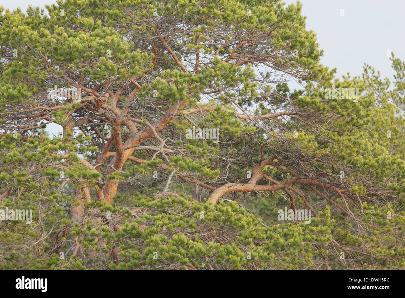 Large pine tree pinus hi-res stock photography and images - Alamy