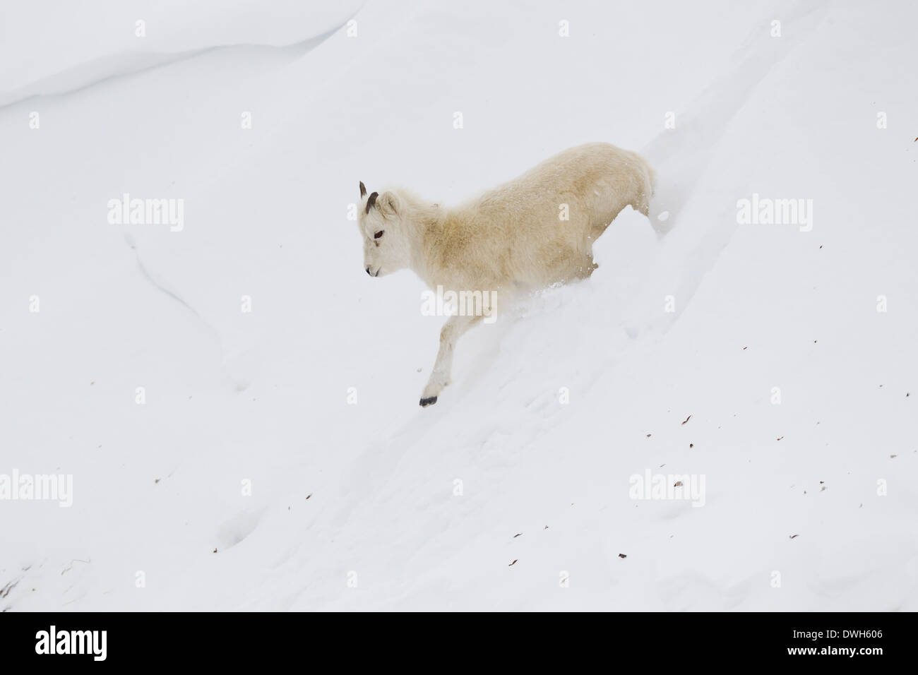 Dall Sheep Ovis dalli portrait in winter at Atigun Pass, Dalton Highway ...