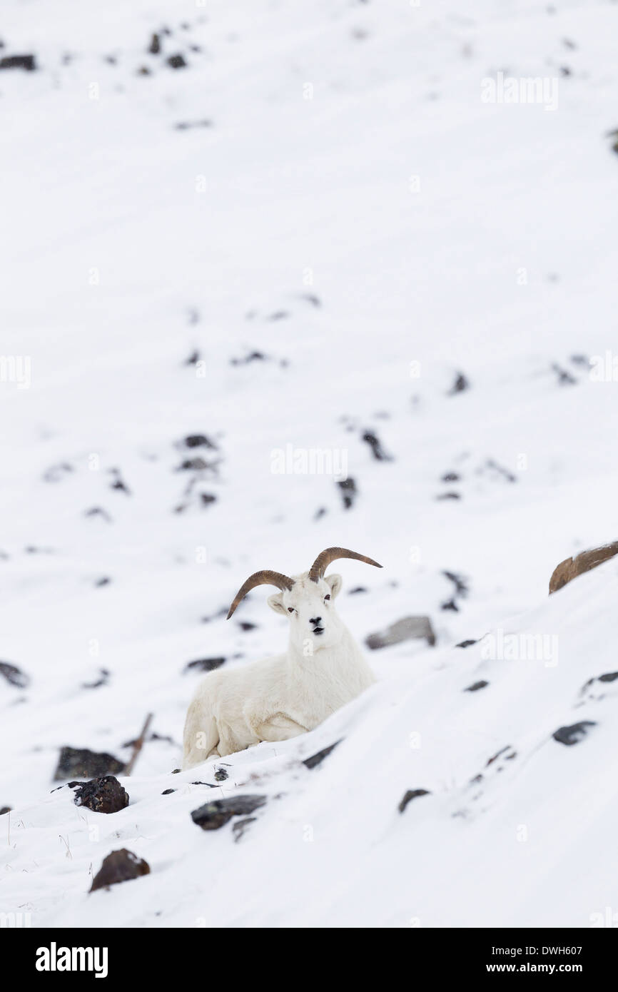 Dall Sheep Ovis dalli portrait in winter at Atigun Pass, Dalton Highway ...