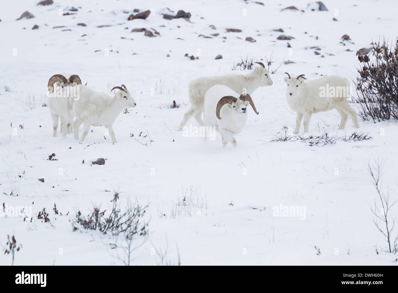 Dall sheep hi-res stock photography and images - Alamy