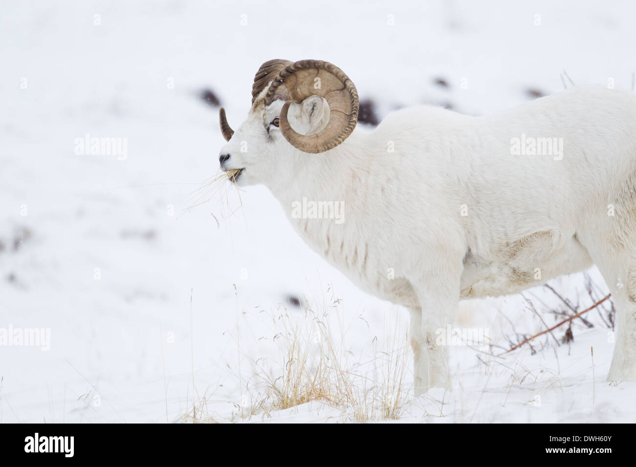 Dall Sheep Ovis dalli portrait in winter at Atigun Pass, Dalton Highway ...