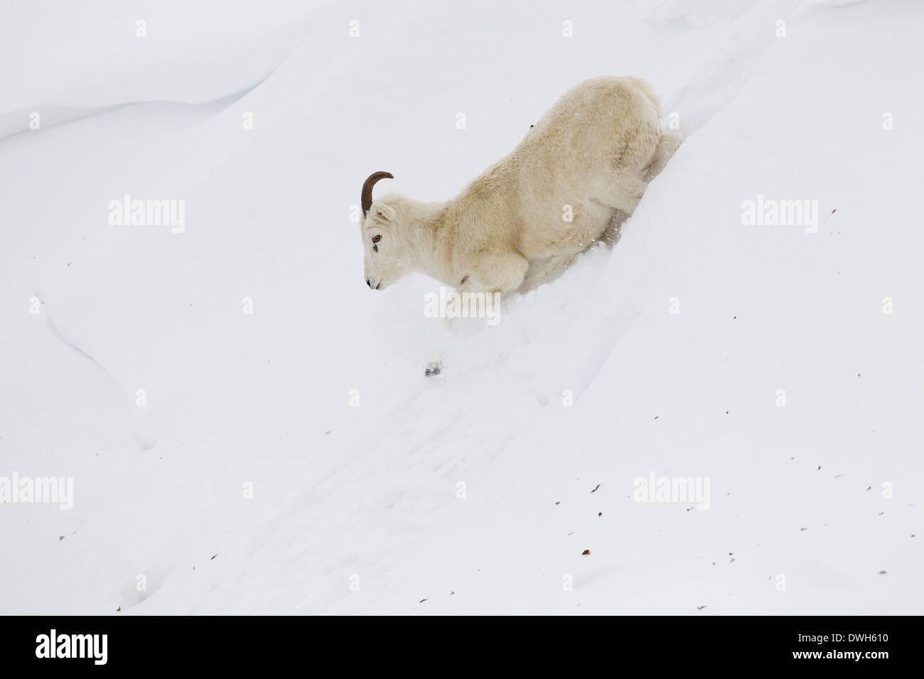 Dall Sheep Ovis dalli portrait in winter at Atigun Pass, Dalton Highway ...