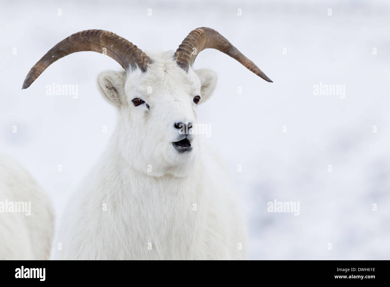 Dall Sheep Ovis dalli portrait in winter at Atigun Pass, Dalton Highway ...