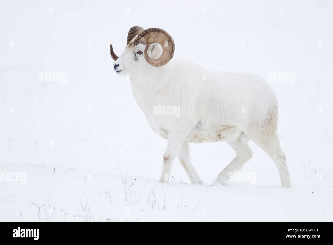 Dalls sheep ovis dalli male portrait hi-res stock photography and ...