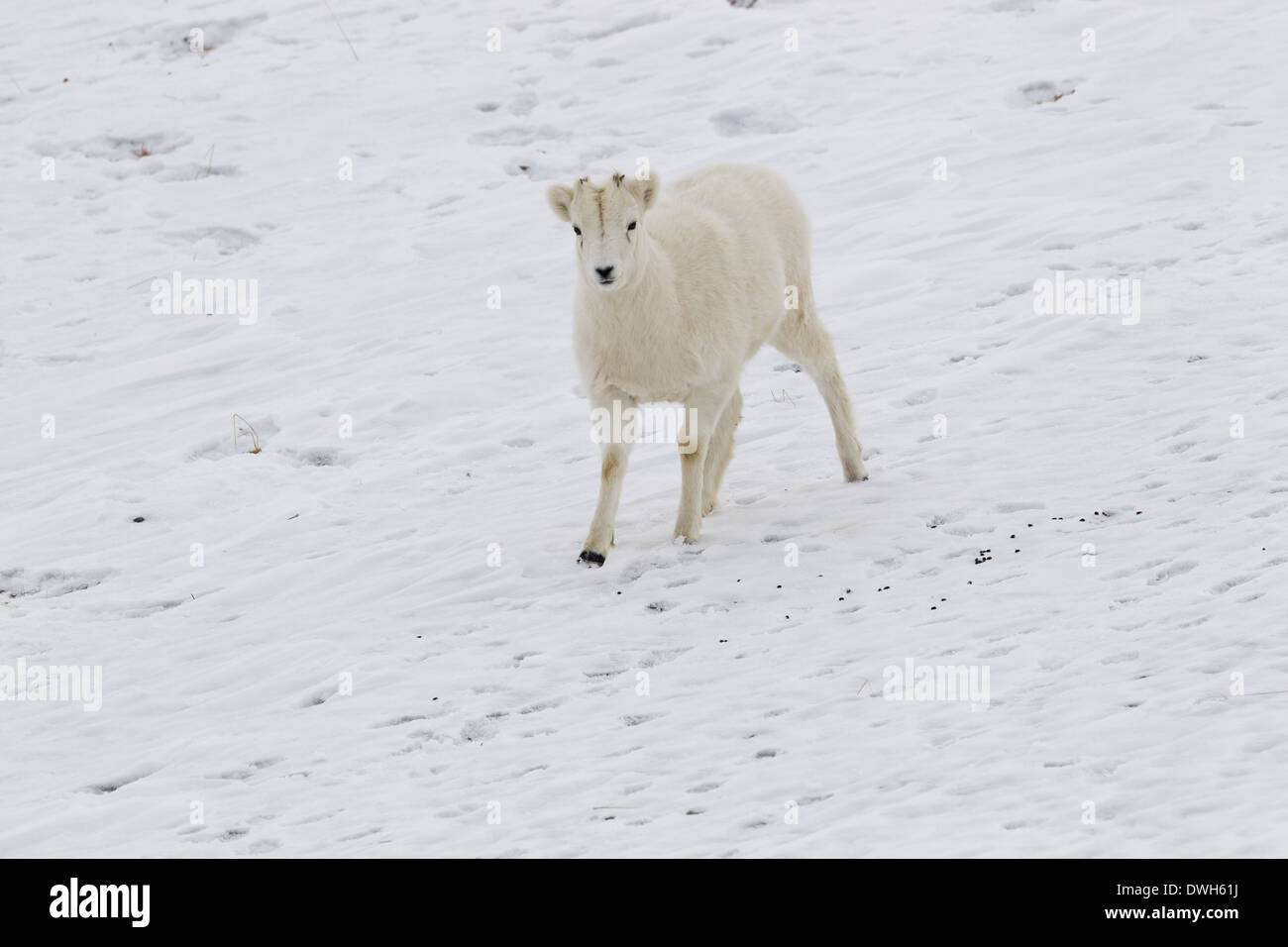 Dall sheep ovis dalli hi-res stock photography and images - Alamy