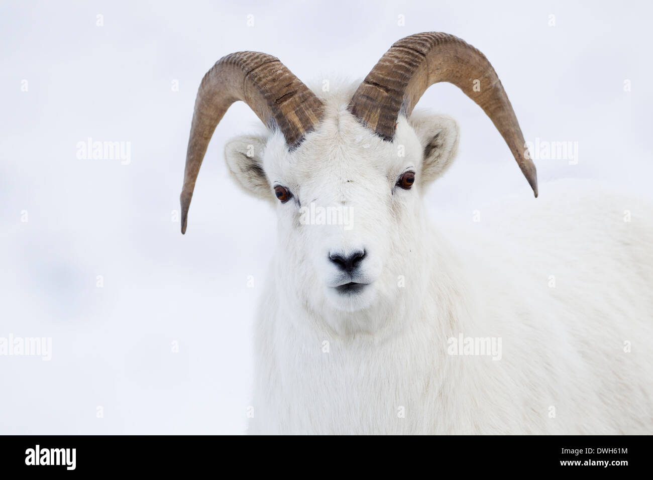 Dall Sheep Ovis dalli portrait in winter at Atigun Pass, Dalton Highway ...
