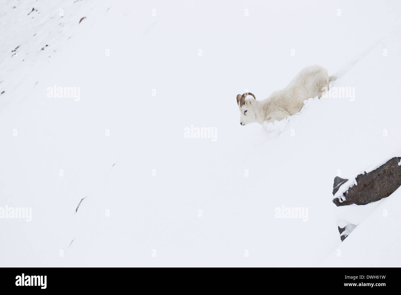 Dall Sheep Ovis dalli portrait in winter at Atigun Pass, Dalton Highway ...