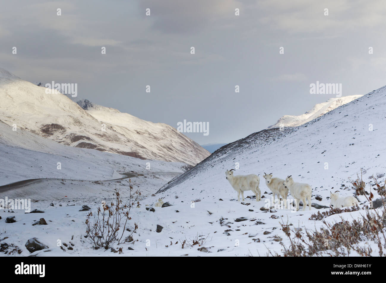 Birds of the nearctic region hi-res stock photography and images - Alamy