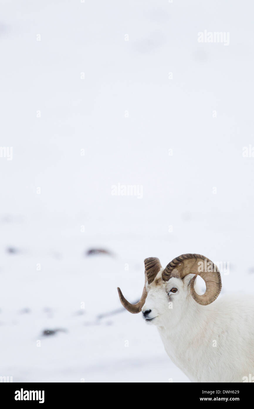 Dall Sheep Ovis dalli portrait in winter at Atigun Pass, Dalton Highway ...
