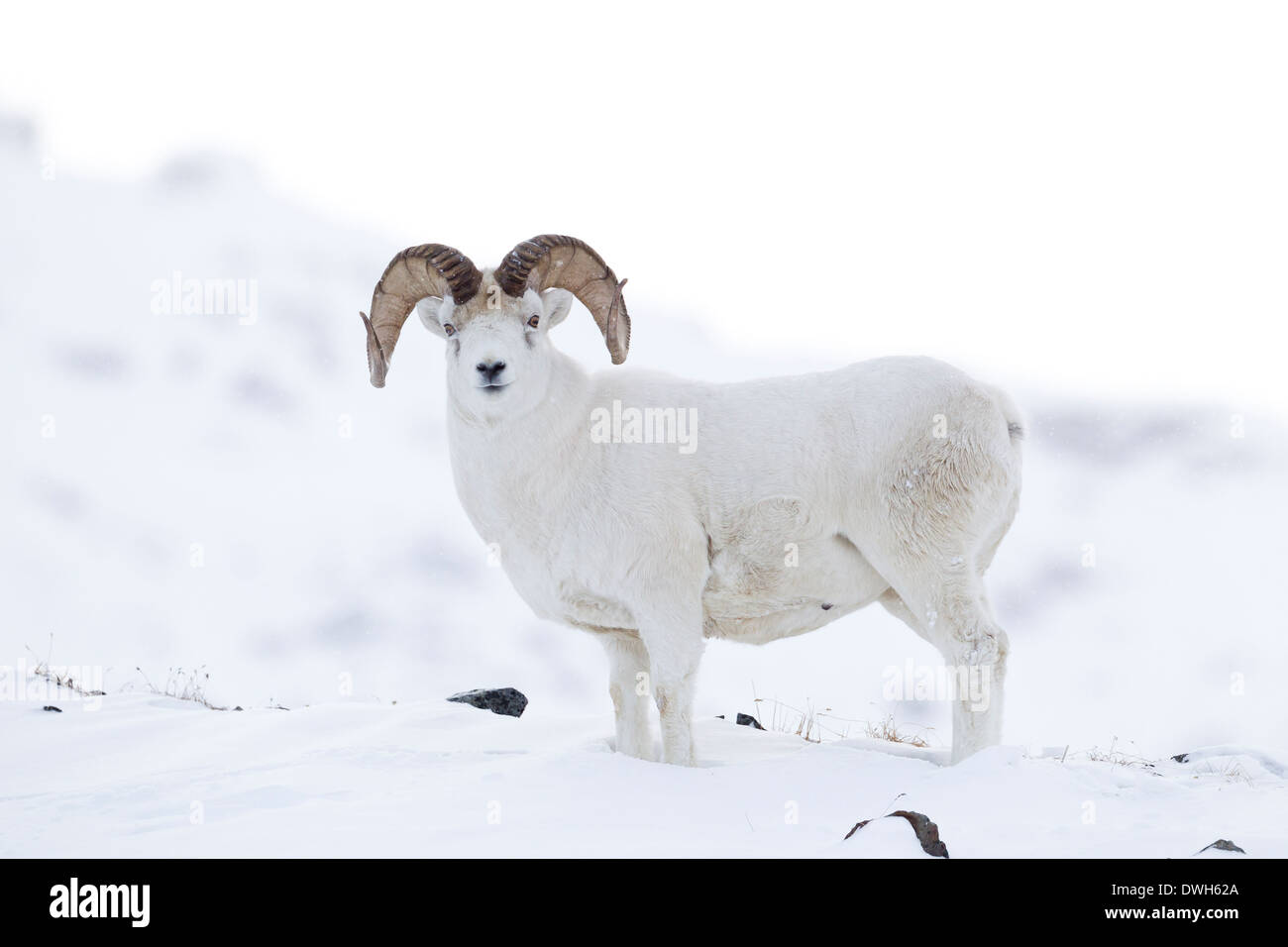 Dall sheep ovis dalli hi-res stock photography and images - Alamy