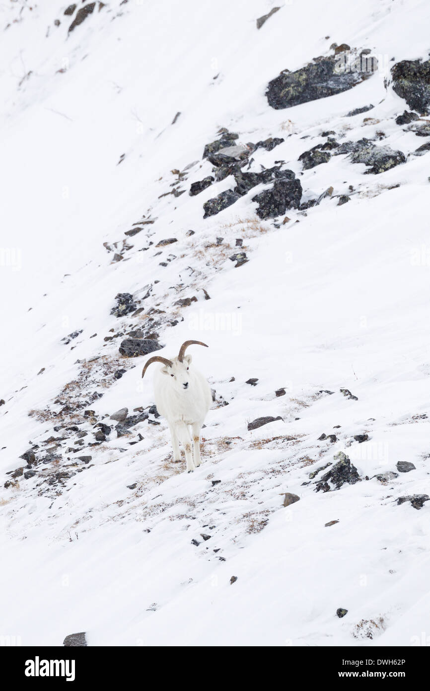 Dalls sheep ovis dalli male portrait hi-res stock photography and ...