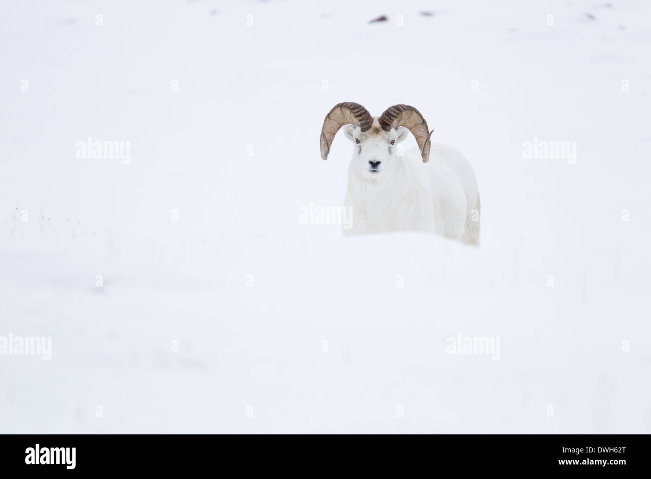 Dall Sheep Ovis dalli portrait in winter at Atigun Pass, Dalton Highway ...