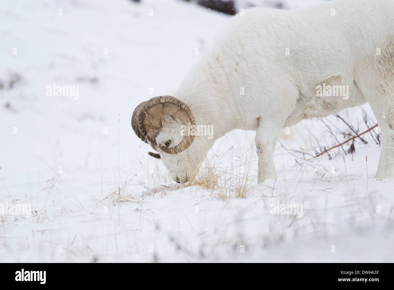 Dall Sheep Ovis dalli portrait in winter at Atigun Pass, Dalton Highway ...
