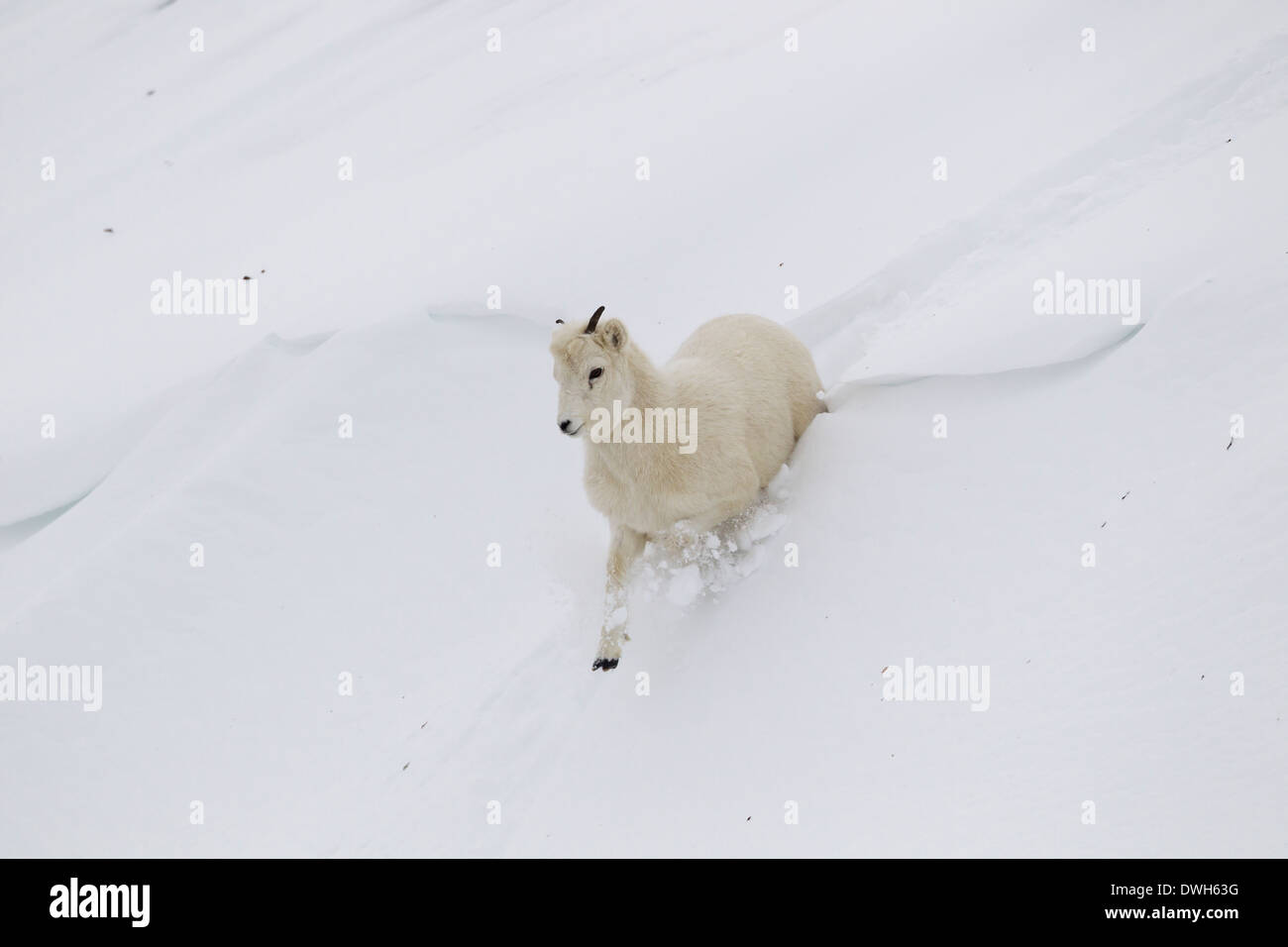 Dall Sheep Ovis dalli portrait in winter at Atigun Pass, Dalton Highway ...