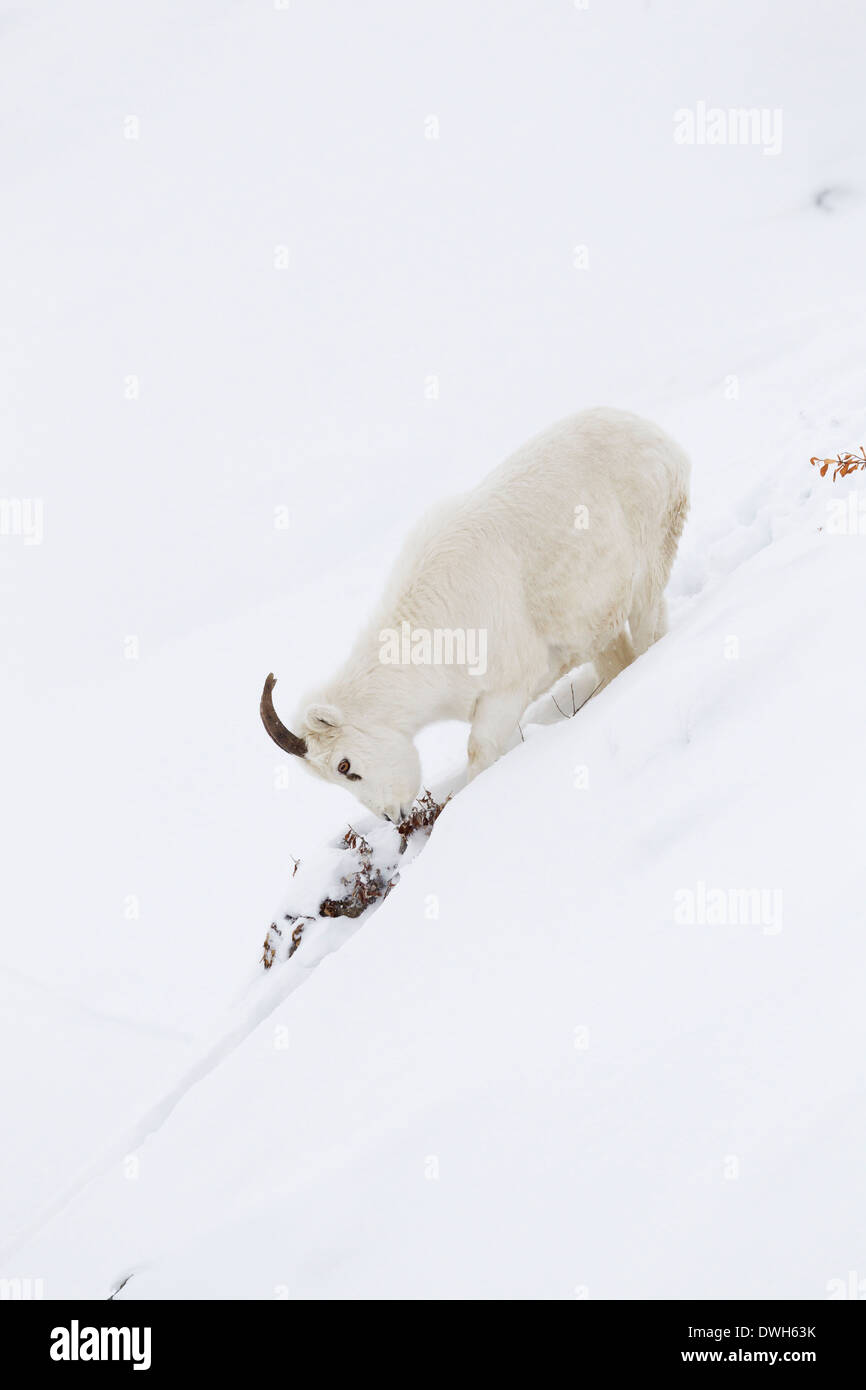 Dall Sheep Ovis dalli portrait in winter at Atigun Pass, Dalton Highway ...