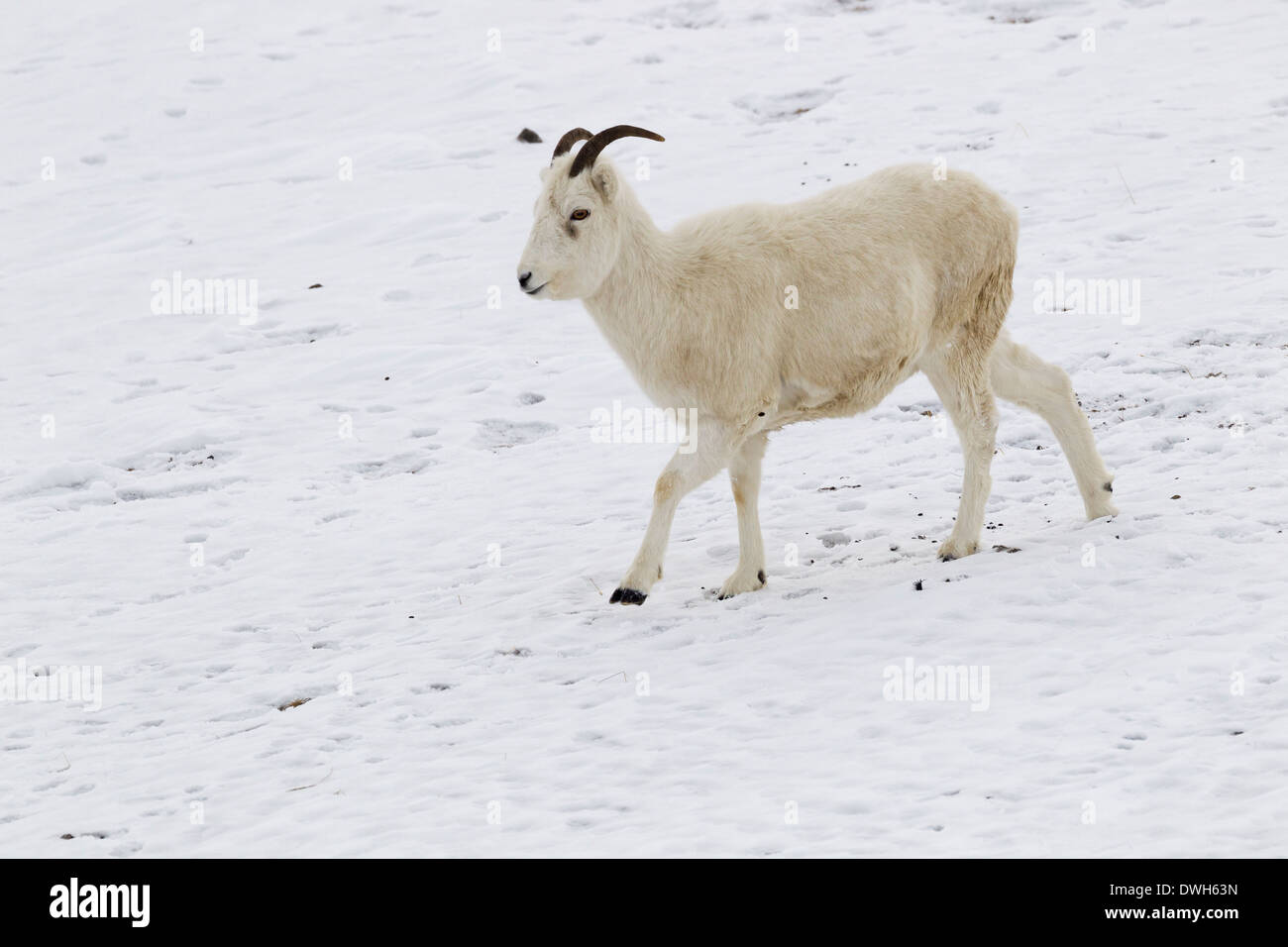 Dall Sheep Ovis dalli portrait in winter at Atigun Pass, Dalton Highway ...