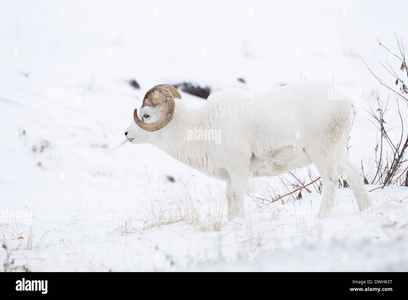 Dall Sheep Ovis dalli portrait in winter at Atigun Pass, Dalton Highway ...