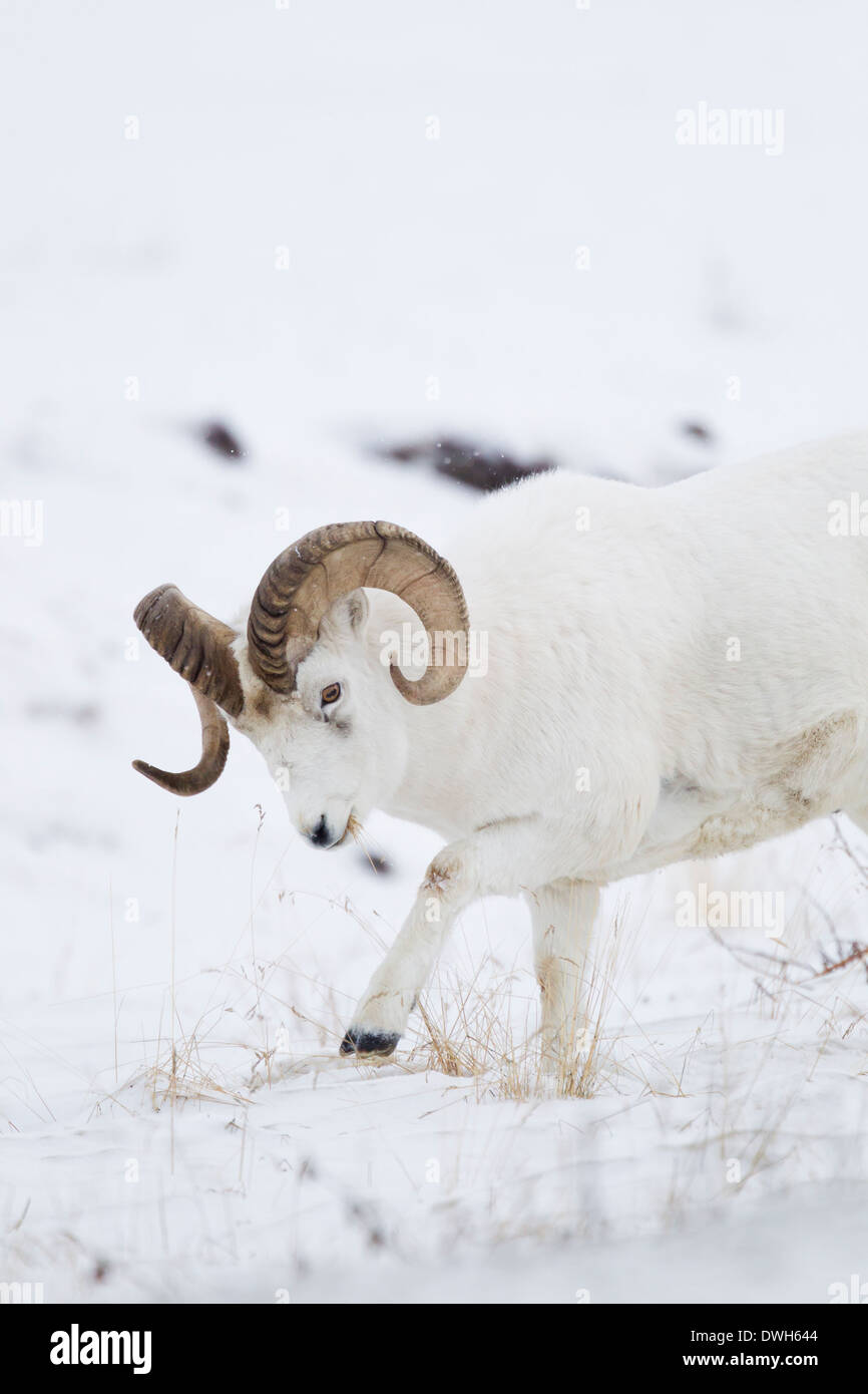 Dall Sheep Ovis dalli portrait in winter at Atigun Pass, Dalton Highway ...